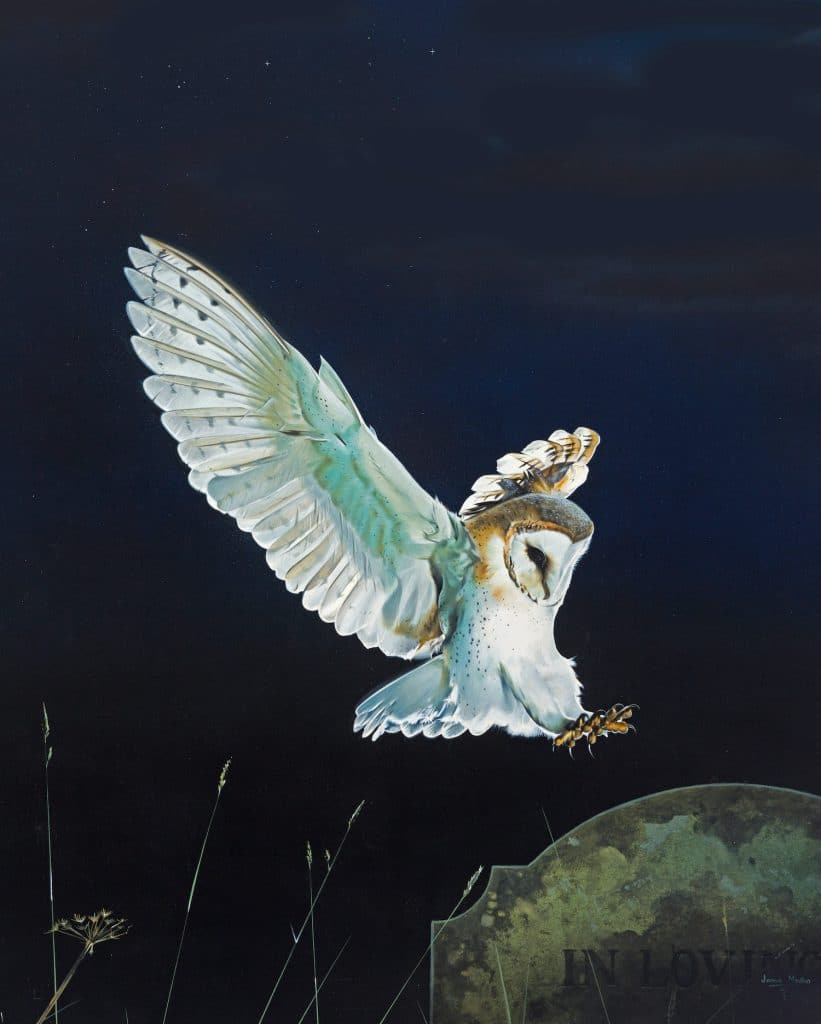 Barn Owl - Jamie Medlin Marine Artist