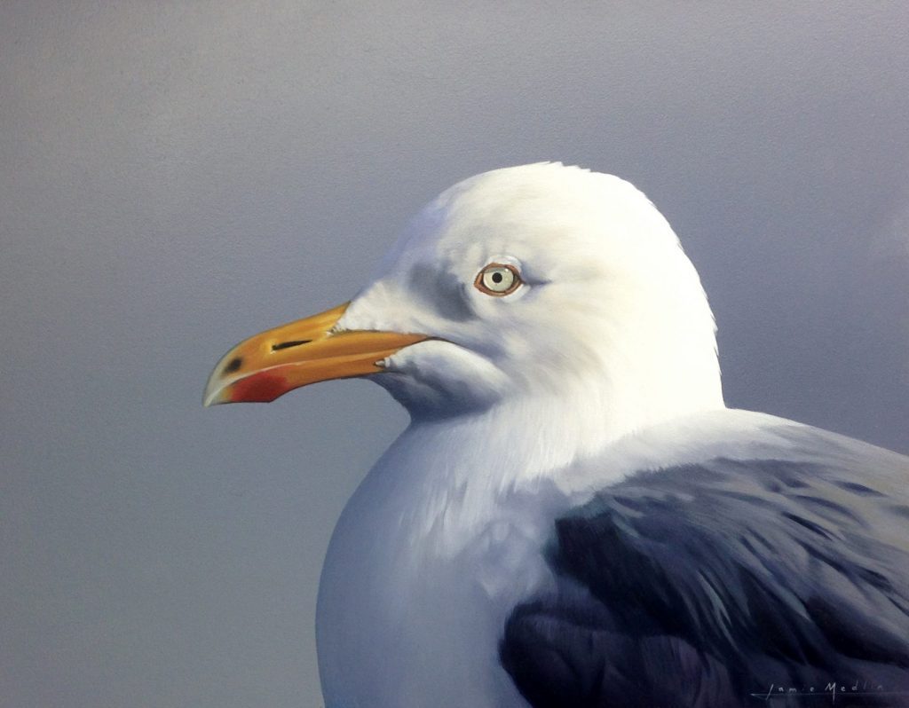 Herring Gull - Jamie Medlin Marine Artist