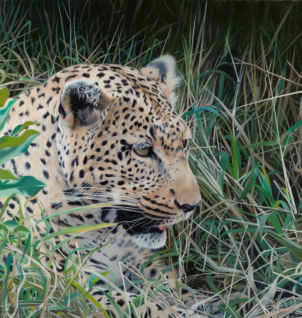 Leopard - Jamie Medlin Marine Artist
